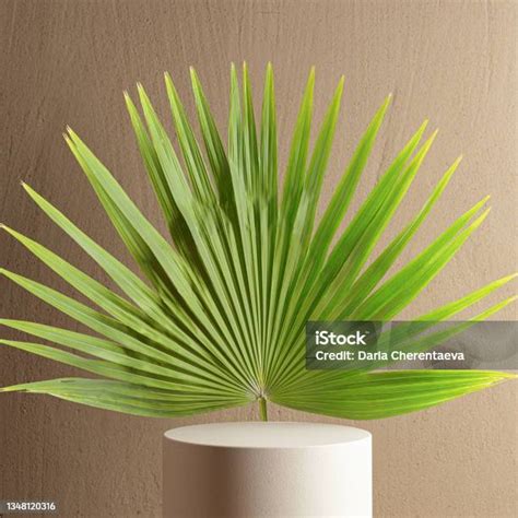 제품 프리젠 테이션 배경 3d 렌더링을위한 풍차 야자 수 잎과 연단 열대 잎 및 원통형 플랫폼 제품 디스플레이 디자인 템플릿 강단에 대한 스톡 사진 및 기타 이미지 Istock