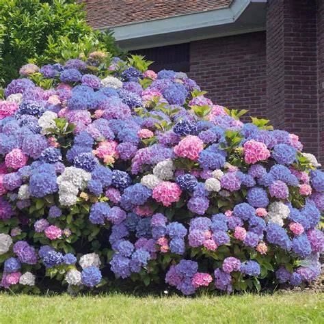 National Plant Network Multicolor 3n1 Hydrangea Flowering Shrub In 1