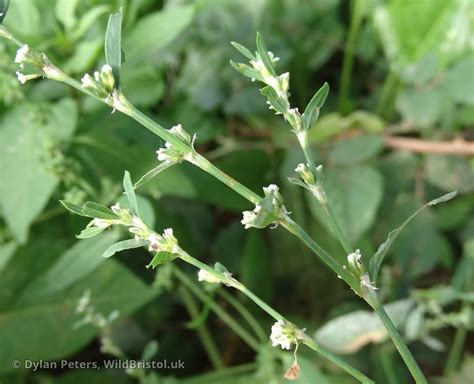 Common Knotgrass Polygonum Aviculare Species Wildbristoluk