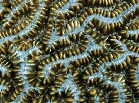 Beautiful Patterns In Nature From National Geographic Part 2 78 Pics