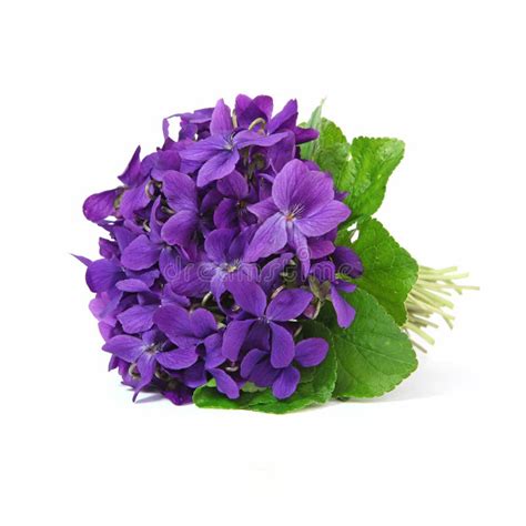 Ramo De Violetas En Primavera Foto De Archivo Imagen De Resorte