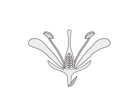 Floral And Vegetative Morphology Diagram Quizlet