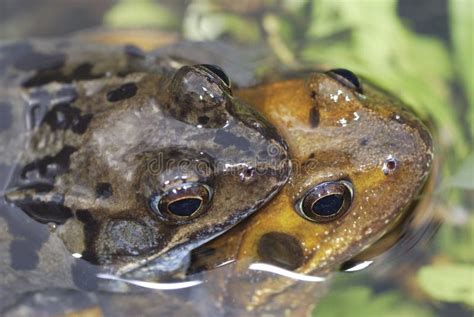Frog Sex Stock Photo Image Of Copulation Common Brown