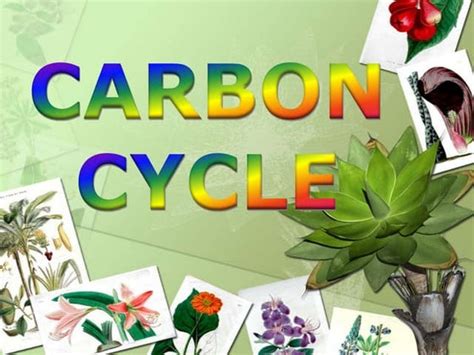 Carbon Cycle Ppt Pptx