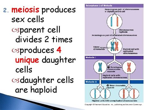 Inheritance The Body Forms 2 Types Of Cells