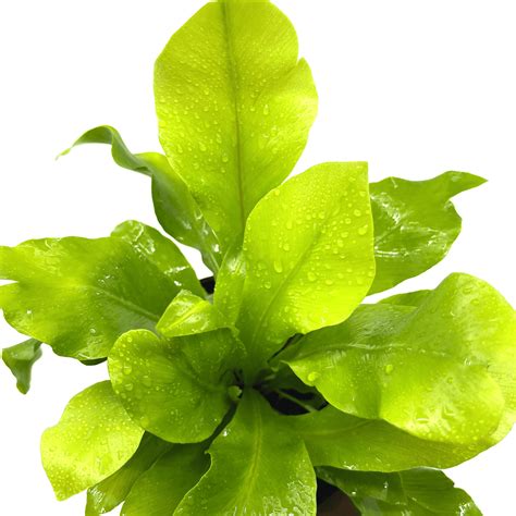 Asplenium Australasicum Buy Indoor Plants Online The Plant