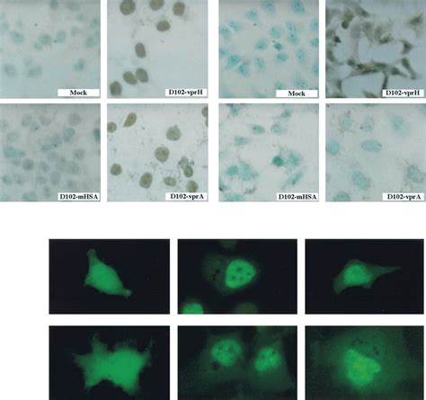 Induction Of Apoptosis By And Subcellular Localization Of Vpr Hiv 1 And