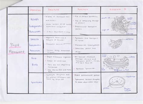 Matriculation Biology Organelles