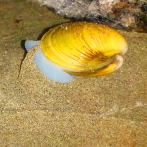 Sofia Barron Youtube