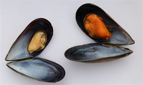 Мидии главный морепродукт Галисии Как выращивают мидий Питательная