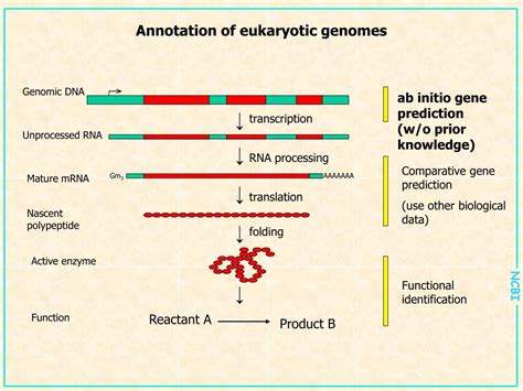 ppt gene prediction and annotation techniques basics powerpoint