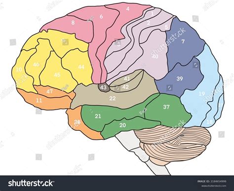 Brodmann Cortical Area Map Human Brain Stock Illustration 2184654999