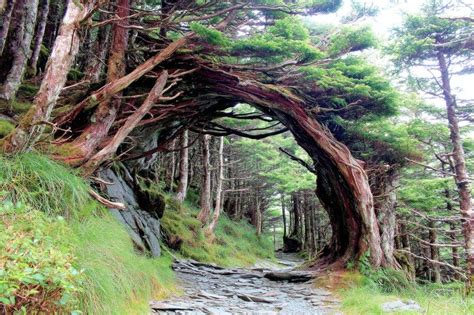 Arching Tree Path Stock Illustration Illustration Of Path 384294147