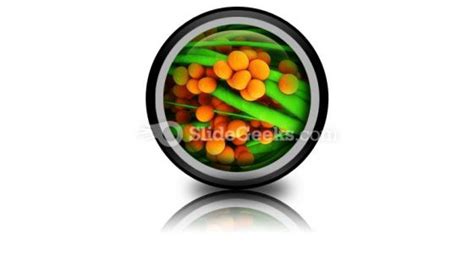 Staphylococcus Powerpoint Templates Slides And Graphics
