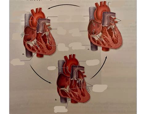 Heartbeat Sounds Heart Model Given By Lab Manual Quiz
