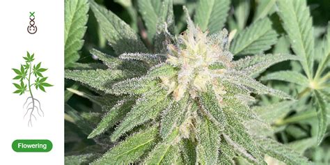 How Cannabis Grows The Life Cycle Of Weed Amsterdam Genetics