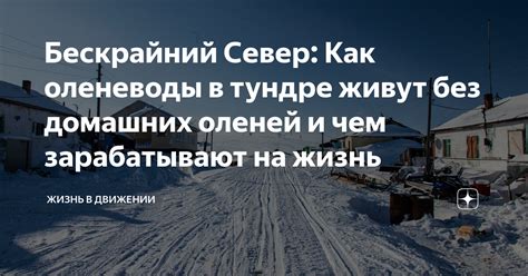 Бескрайний Север Как оленеводы в тундре живут без домашних оленей и