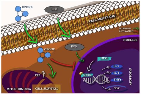Refire Igniting Wellness Through Innovative Technology Iwc