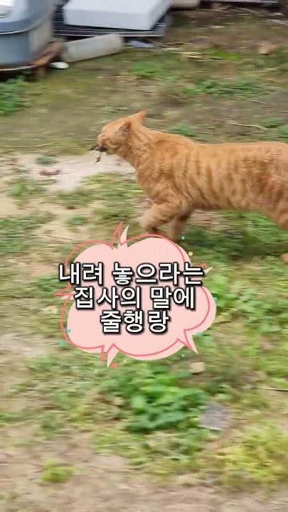 새 사냥하는 고양이와 운수 좋은 새 Youtube