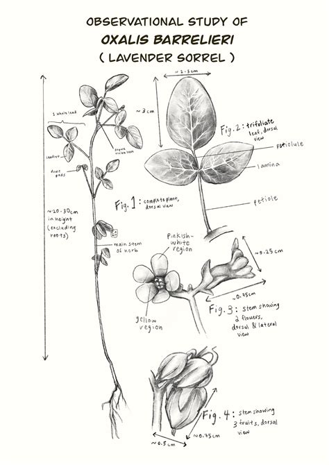 I Drew Up An Observational Study Of A Plant In My Nearby Park Recology
