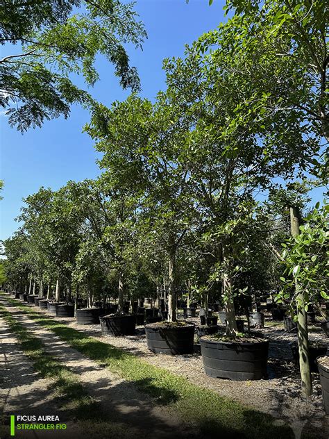 Ficus Tree Types And Landscaping Treeworld Wholesale