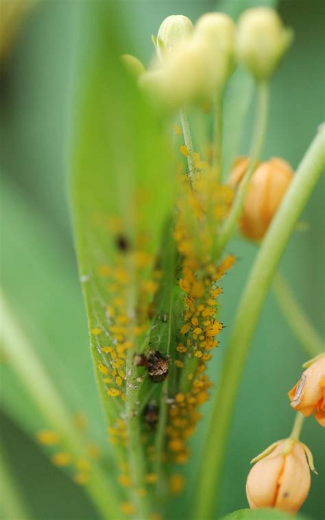 Gaia Garden Red Aphids On Milkweed