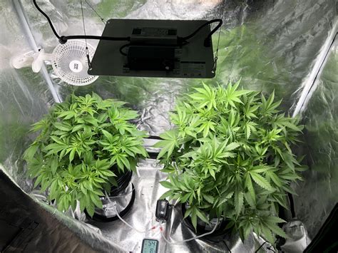 New Dwc Setup So Bushy Ive Trimmed Too R Microgrowery