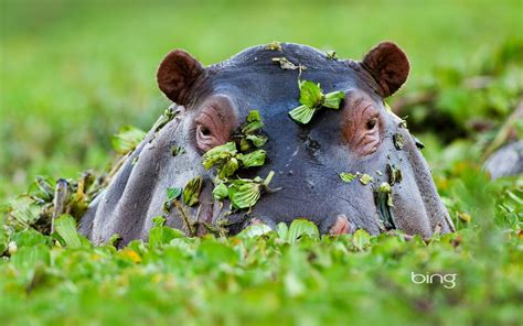 Bing Animal Desktop Wallpapers 4k Hd Backgrounds On Wallpaperbat