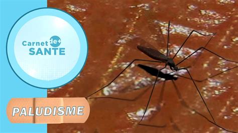 Carnet De Santé Cest Quoi Le Paludisme Ou Malaria Youtube