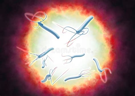 Helicobacter Pylori Is A Gram Negative Flagellated Helical Bacterium
