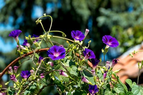 무료 이미지 콘 자 아름다움 꽃 피는 식물 푸른 꽃잎 제비꽃 식물학 야생화 봄 나팔꽃 가족 게 라니과 비올라 제라늄 보라색 가족 멜 라스스트롬