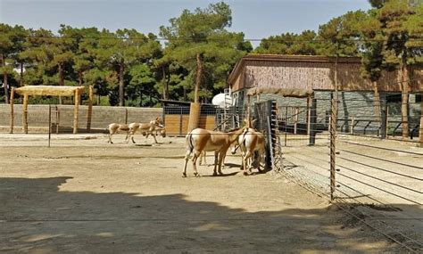 باغ وحش ارم گونه های جانوری امکانات عکس گردشی تاپ