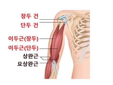 이두근 건염 및 상부 관절와순 파열 어깨 통증 프롤로테라피 프롤로존 광주화순나주보성여수순천목포광양장성담양영암장흥영광함평곡성남원순창