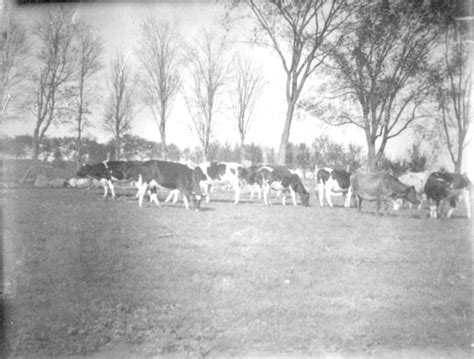 Cattle Arizona Memory Project