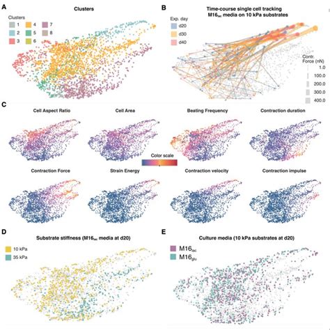 Our Large Dataset Enables Cluster Analysis Revealing The Phenotypic Download Scientific