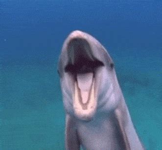 Dolphin Gif GIFcen