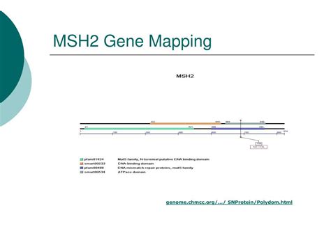 PPT MSH2 And Hereditary Nonpolyposis Colon Cancer PowerPoint Presentation ID 4348977