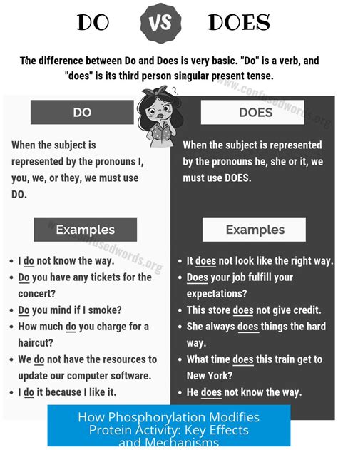 How Phosphorylation Modifies Protein Activity Key Effects And