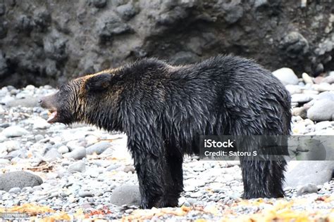 Brown Bear Eating Salmon On The Coast Of Shiretoko Peninsula Hokkaido
