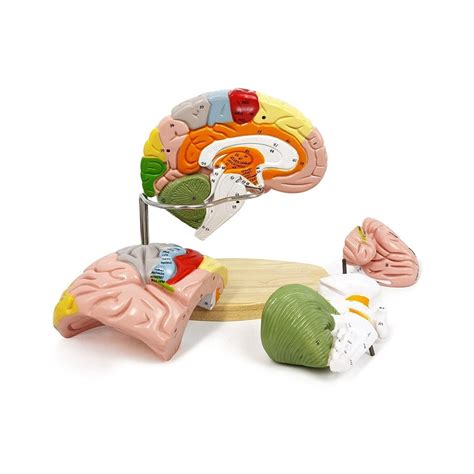 Educational Brain Model Human Brain Anatomy Model 15x Life Size 9