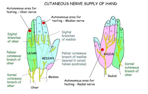 Radial An Ulnar Nerve Motor Testing Cpt Code Description Infoupdate Org