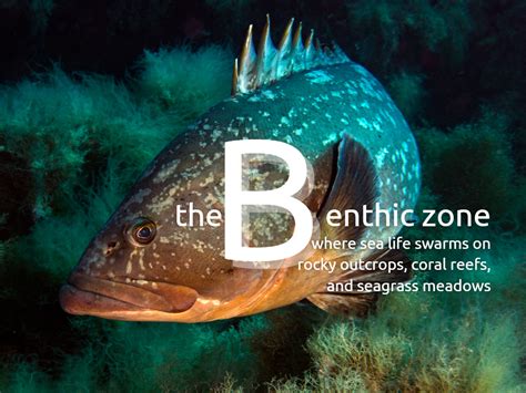 The Benthic Zone Ustica Diving