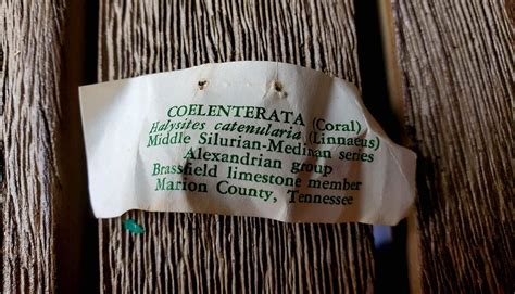 I Found A Box Full Of Fossils At A Thrift Store In Austin Texas There