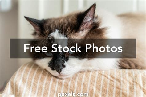 Kitten Kitten In Bed Photos Download The Best Free Kitten Kitten In