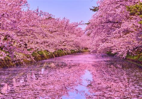 Cerezos En Flor En Japón Un Espectáculo Visual