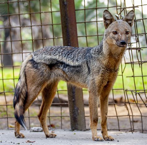 Side Striped Jackal Side Striped Jackal Canis Adustus Sundevall Stock
