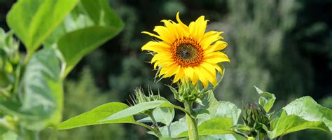 따뜻한 햇빛에 해바라기 해바라기 자연 배경 해바라기 개화 해바라기의 클로즈업 0명에 대한 스톡 사진 및 기타 이미지 0명 꽃 나무 꽃 식물 Istock