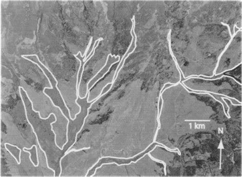 Map Showing Distribution Of Geyer Willow This Map Served As The Basis Download Scientific