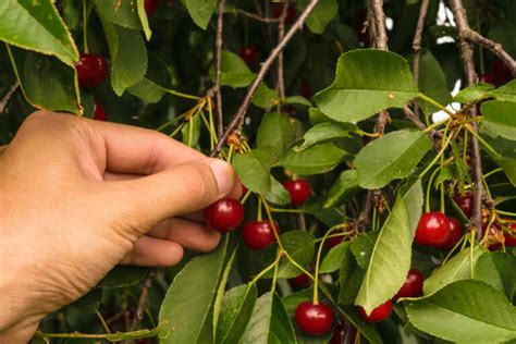 How To Grow Cherries From Seed Propagation And Care Guide Outdoor