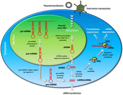 Overview Of Rna Interference Pathways The Rna Interference Pathway Is Download Scientific